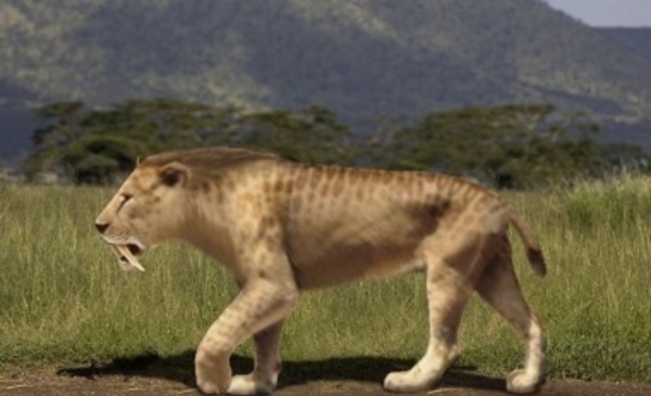 Hallaron En Miramar Las Huellas De Un Tigre Dientes De Sable Las