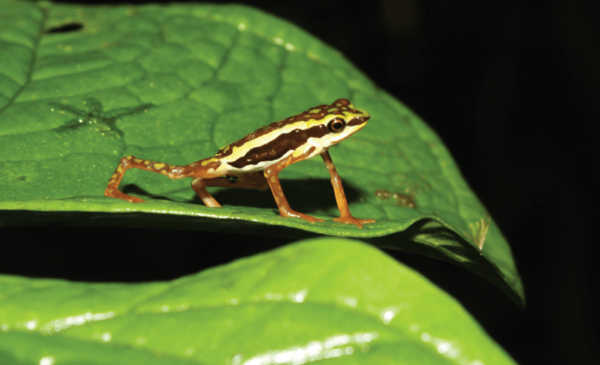 Casi el 40% de los anfibios están en peligro de extinción