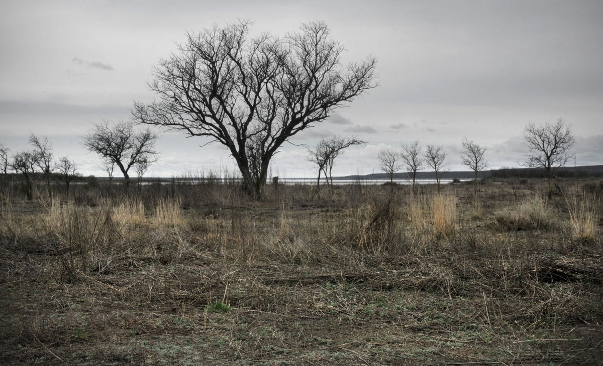 Calfucurá: profanación y restitución