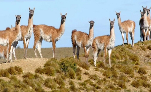Trasladan 45 guanacos de Santa Cruz al Parque Luro