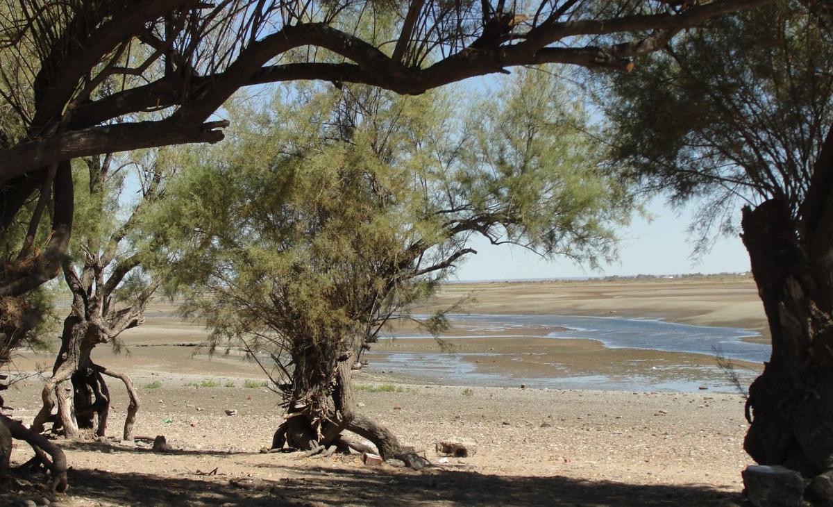 El tamarisco en Patagonia